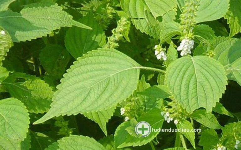Kinh giới - Từ điển Dược Liệu